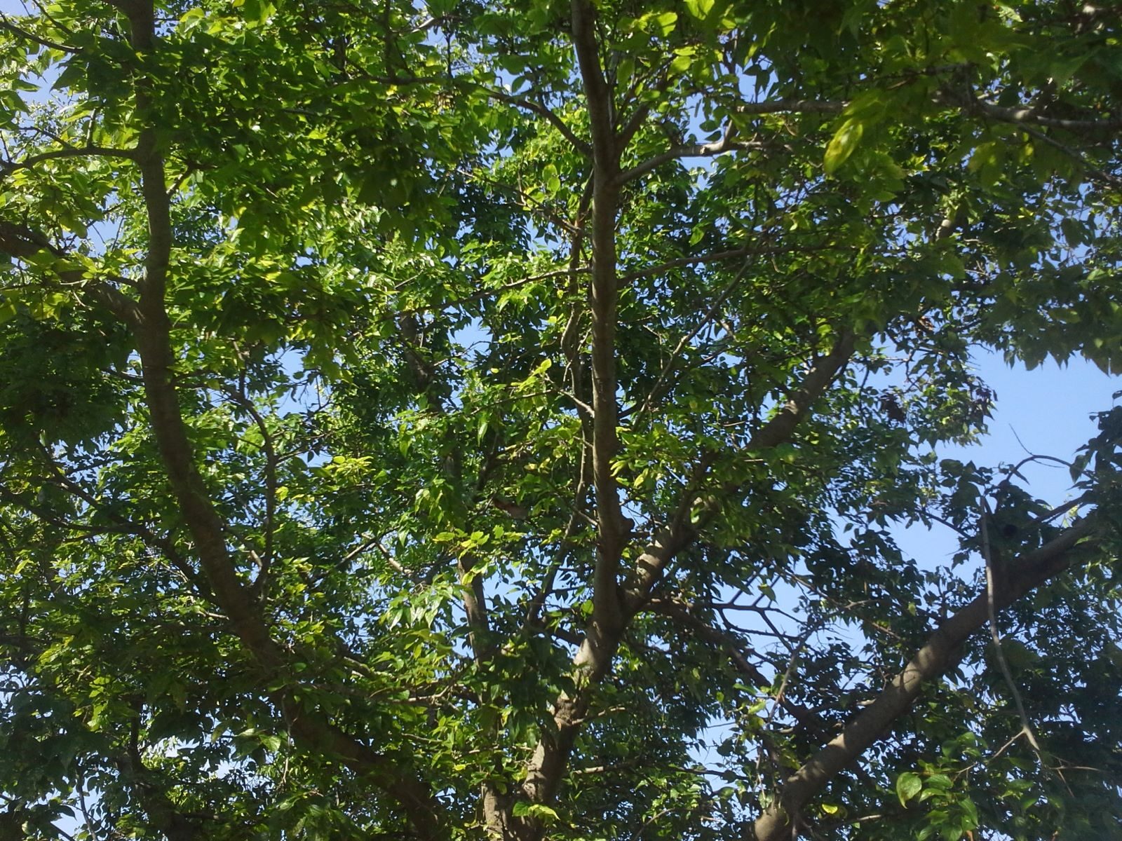 Kitchener’s Community Canopy tree planting program to celebrate its 1st ...