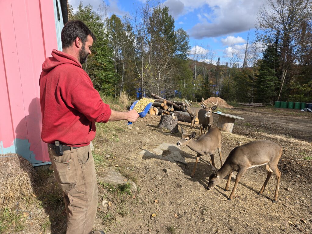 The Impact of Haliburton’s Deer Feeding Ban One Year Later - Frequency
