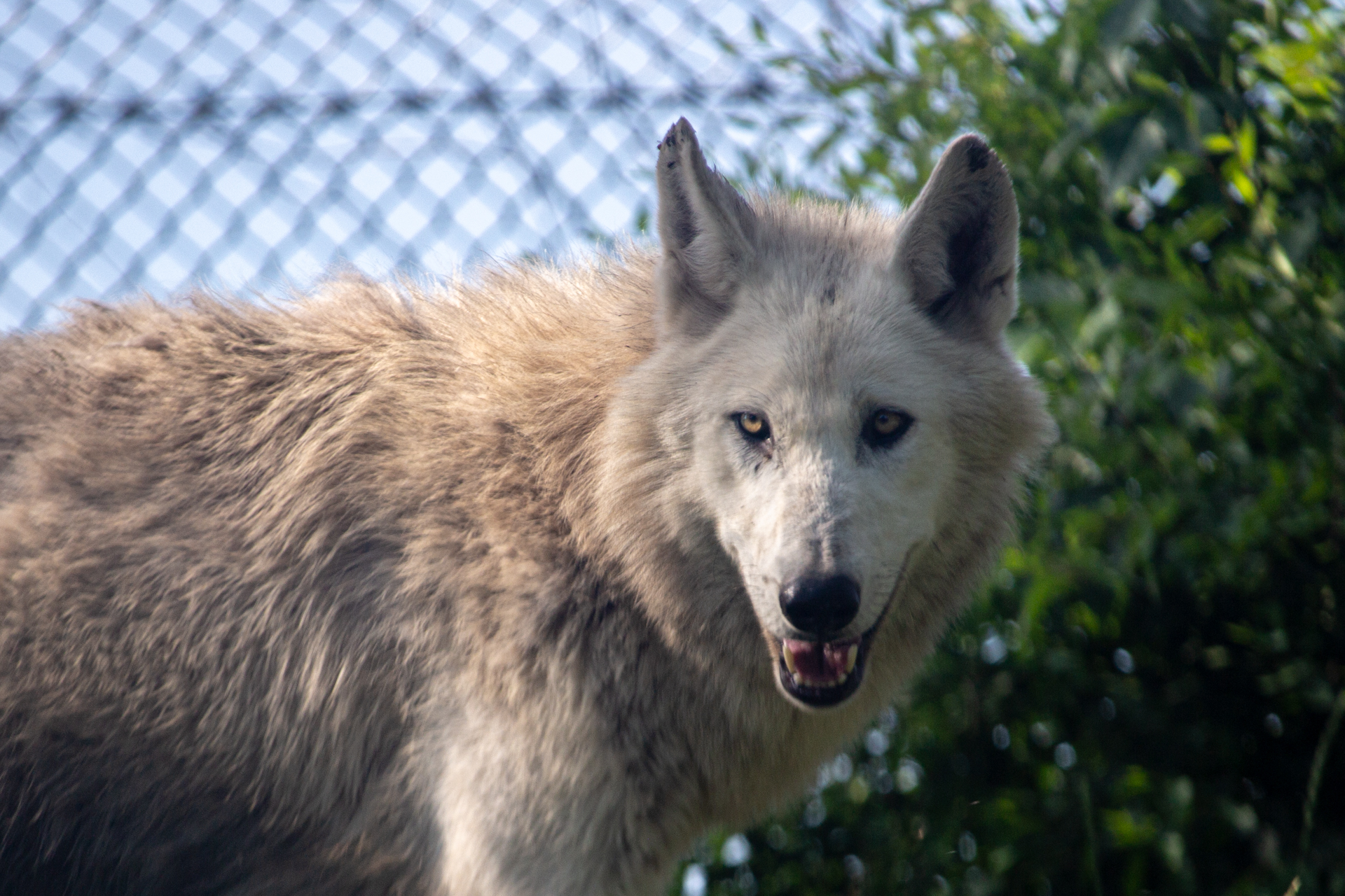 Grey wolves capture hearts at Assiniboine Zoo - Frequency News