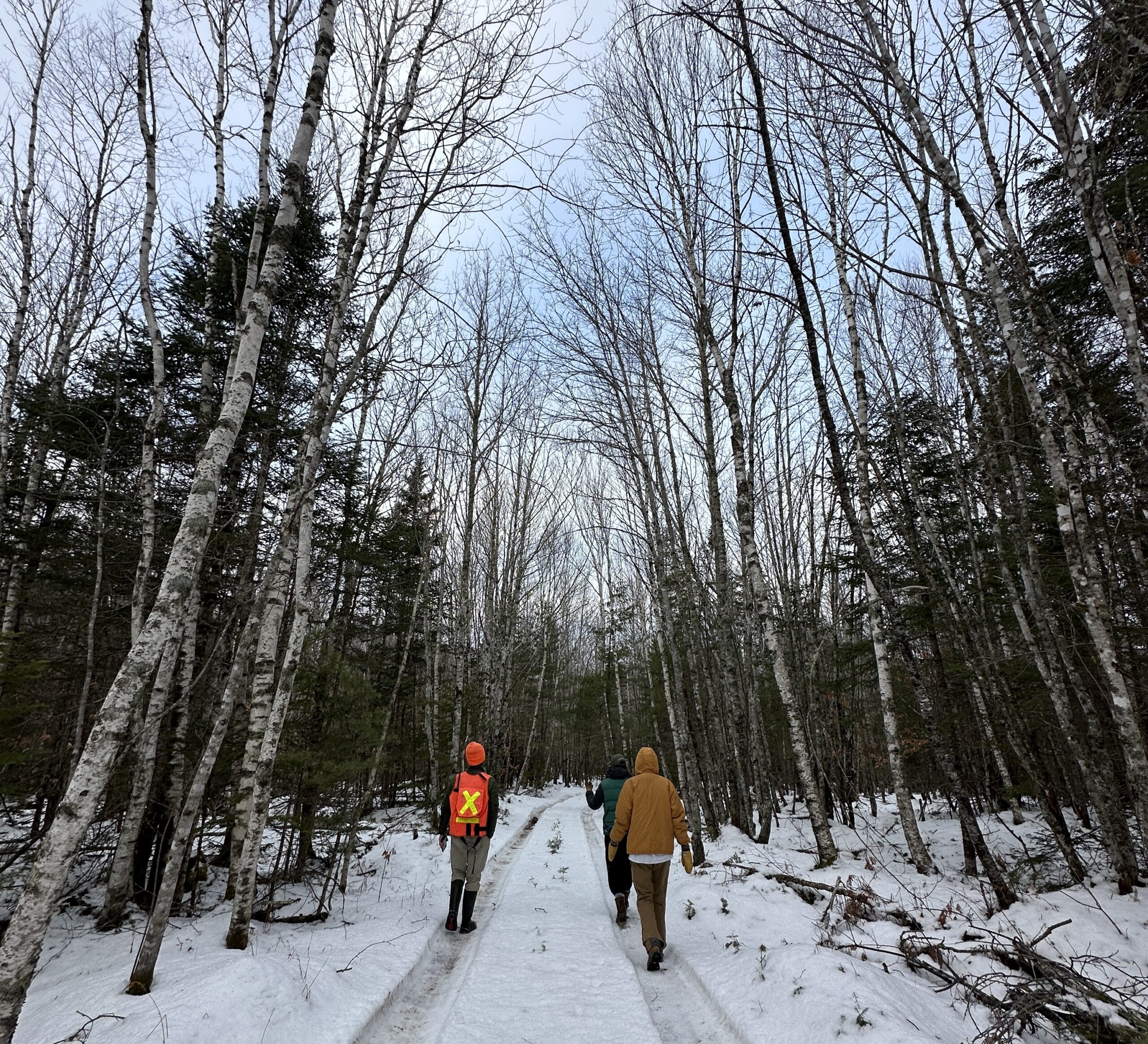 Woodlands trust protects 200 hectares of forest in Pleasant River ...